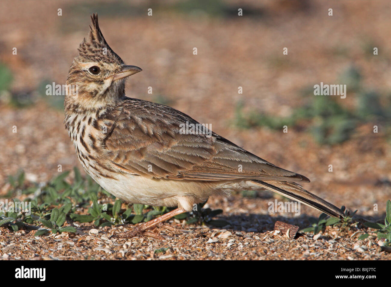 Thekla Lark Galerida theklae Stock Photo - Alamy Thekla Lark Galerida theklae Stock Photo - Alamy