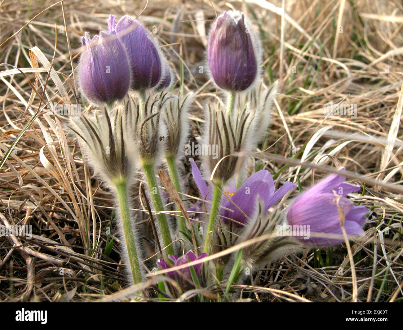 Meadows pasque flower hi-res stock photography and images - Alamy
