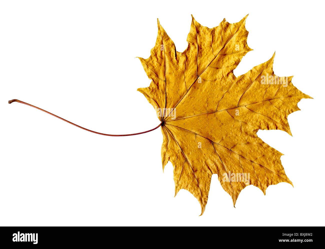 A perfect dry maple leaf isolated over white Stock Photo - Alamy