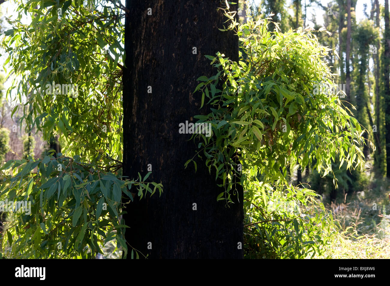 Close up of a fire damaged tree showing new growth a year after a ...