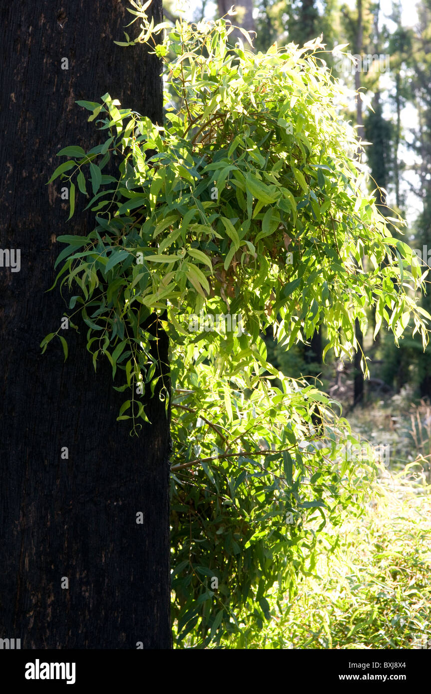 Close up of a fire damaged tree showing new growth a year after a ...