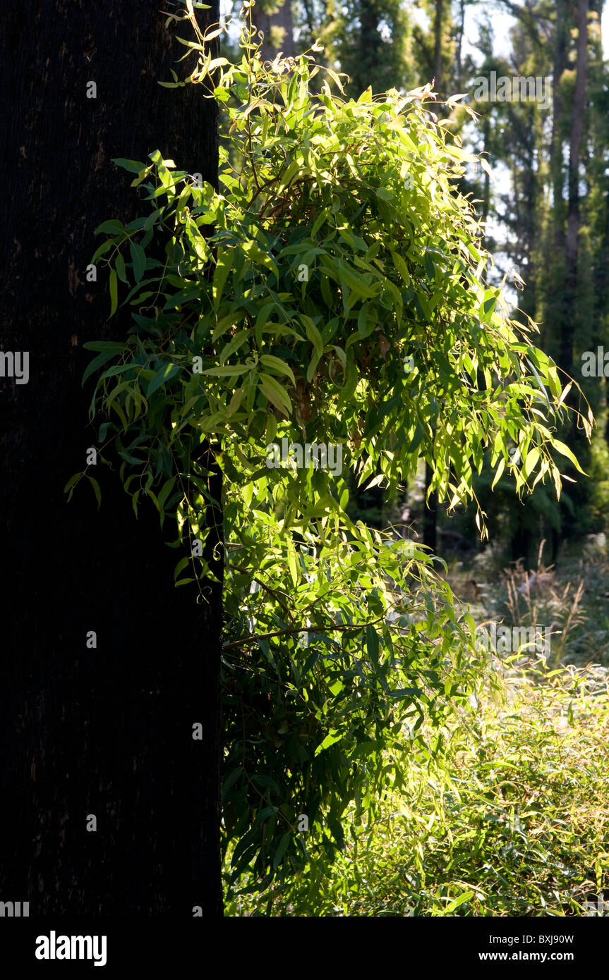 Close up of a fire damaged tree showing new growth a year after a ...