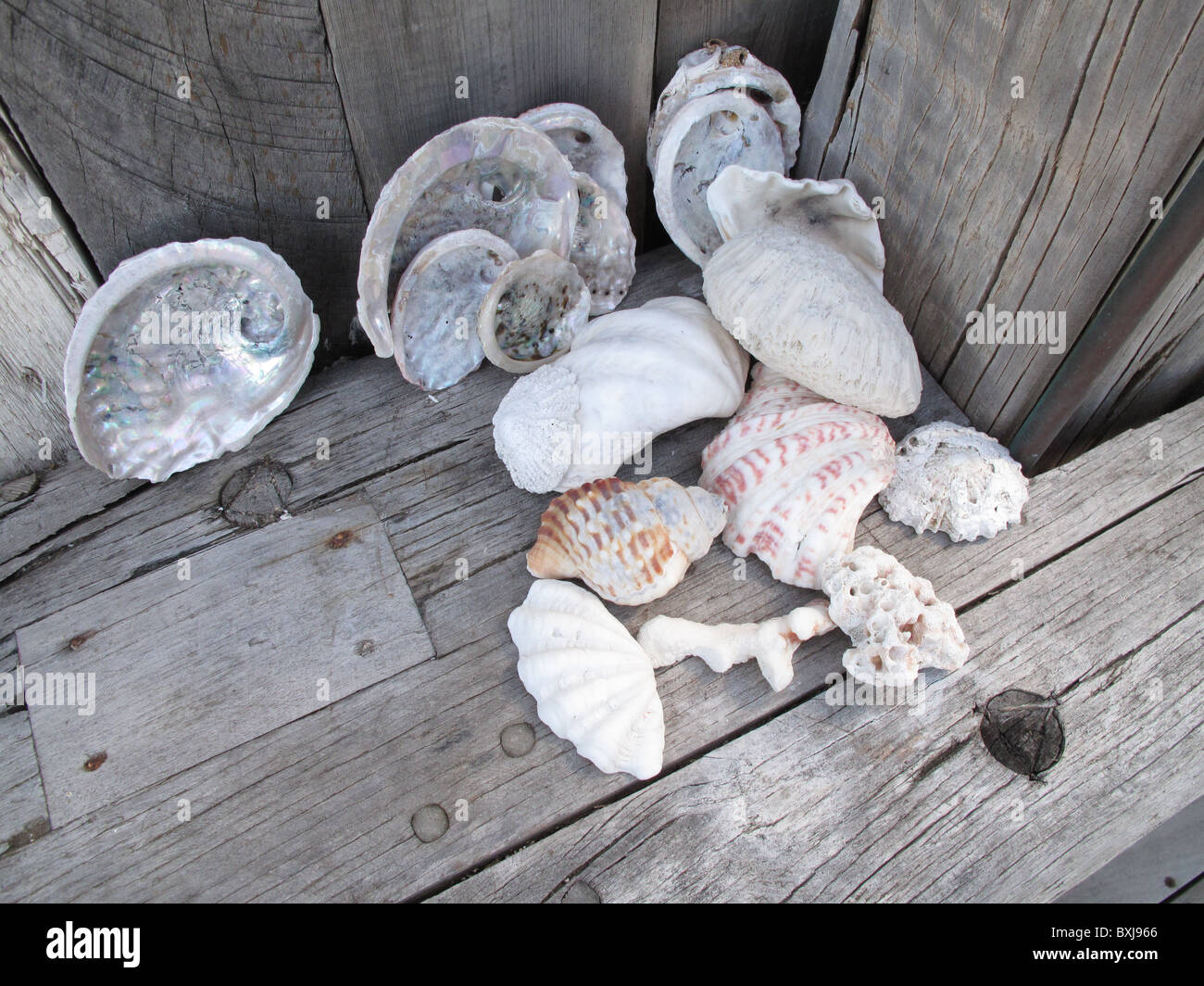 Assorted sea shells on a wooden bench Stock Photo - Alamy