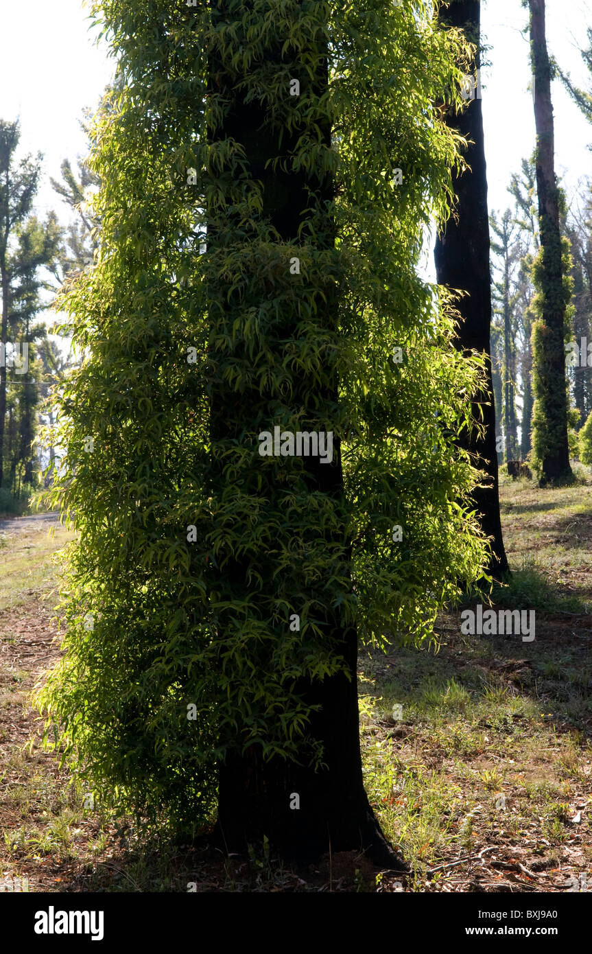 Close up of a fire damaged tree showing new growth a year after a ...