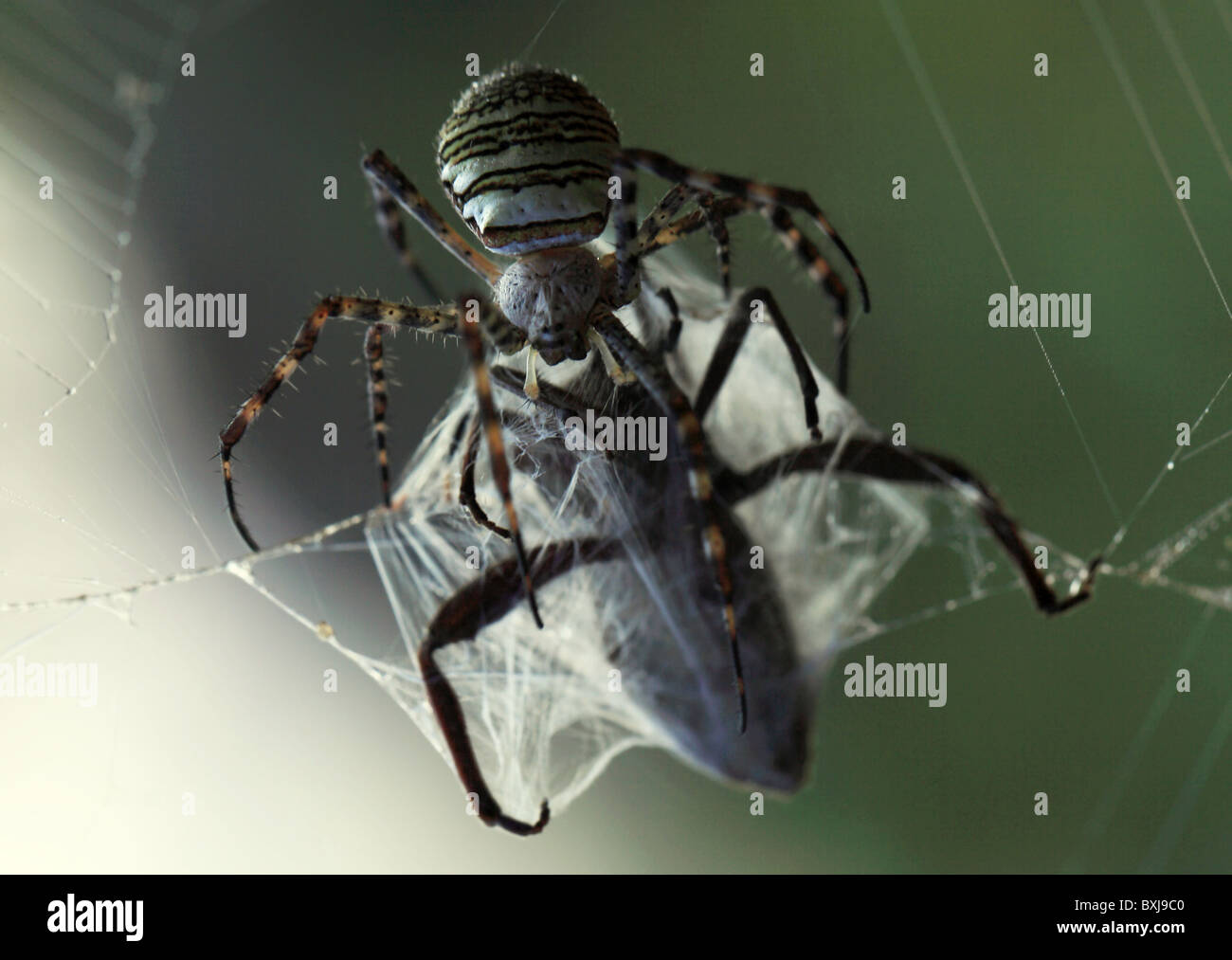 Spider wrapping a beetle Stock Photo - Alamy