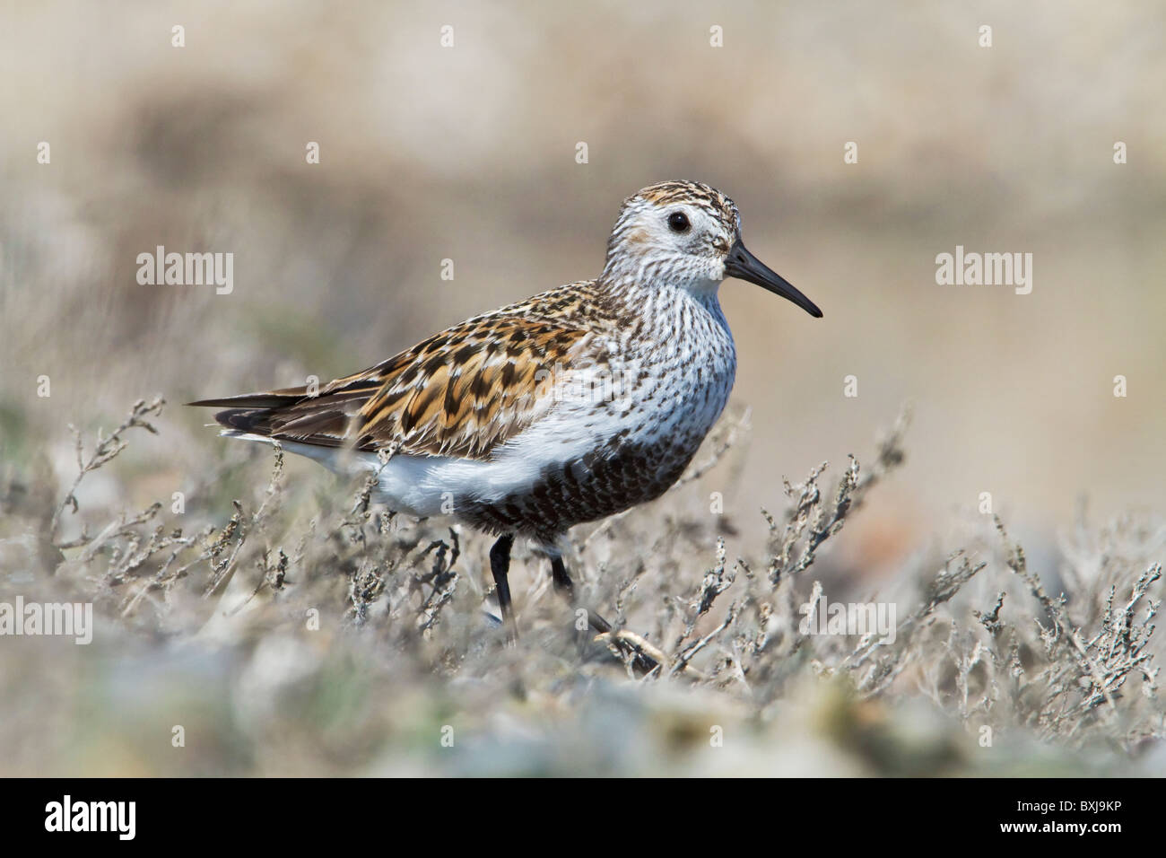 Adult summer plumage hi-res stock photography and images - Alamy