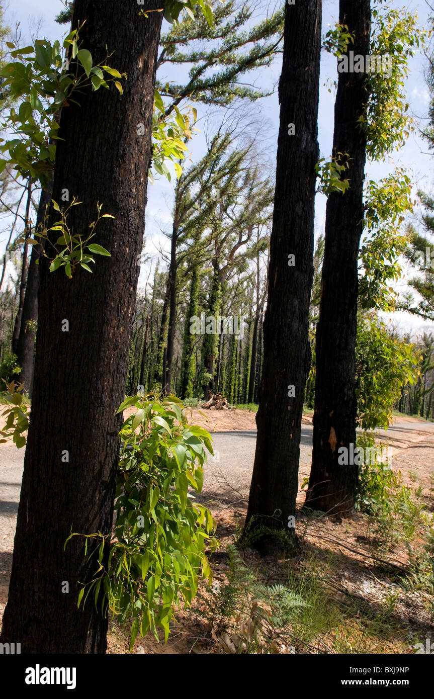 Fire damaged trees showing new growth a year after a bushfire Stock ...