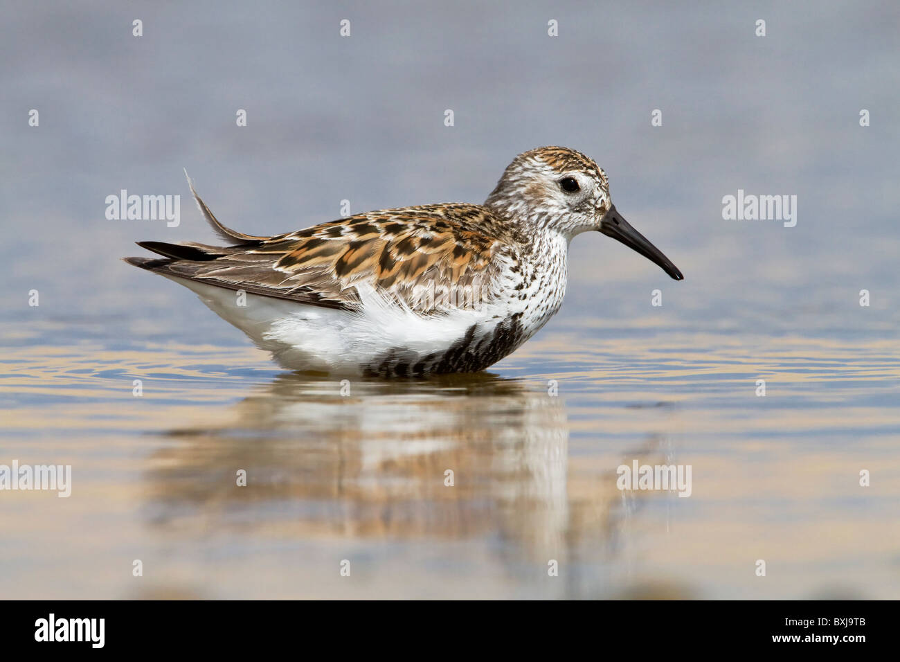 Adult summer plumage hi-res stock photography and images - Alamy
