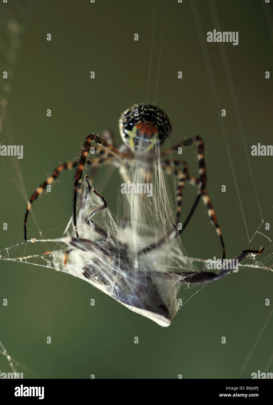 Spider wrapping a beetle Stock Photo - Alamy