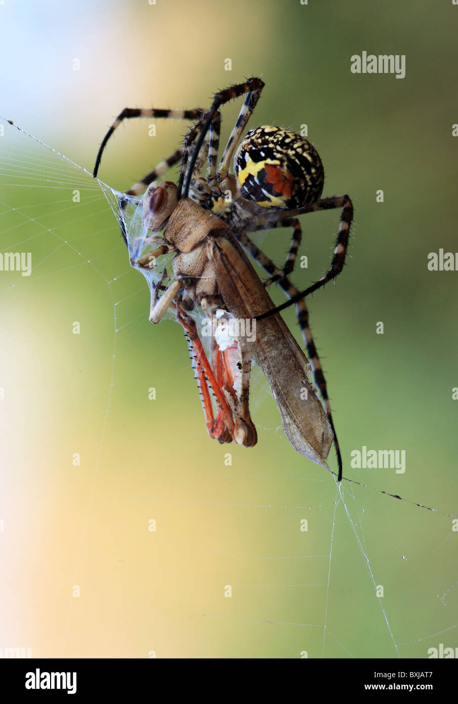 Spider wrapping a grasshopper Stock Photo - Alamy
