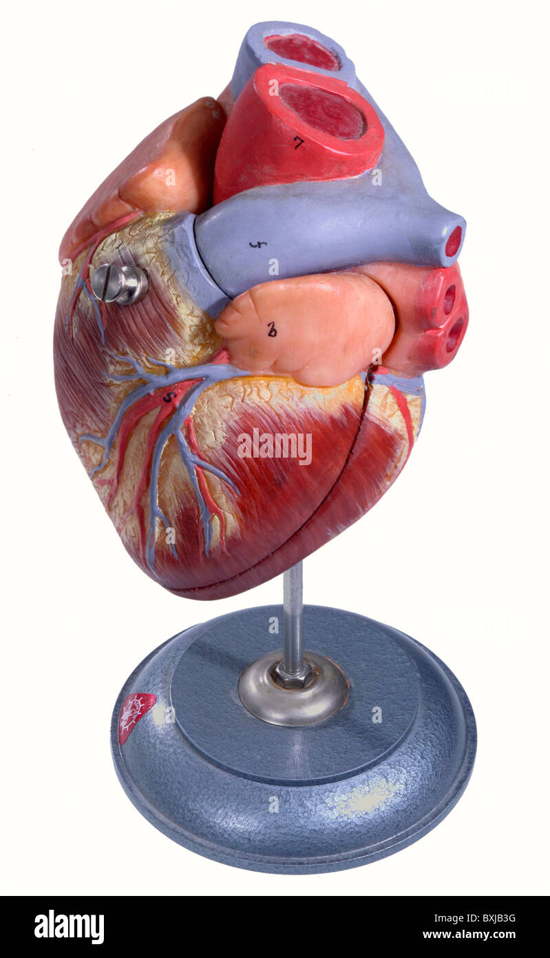medicine, anatomy, organs, heart, medical heart miniature, Germany ...