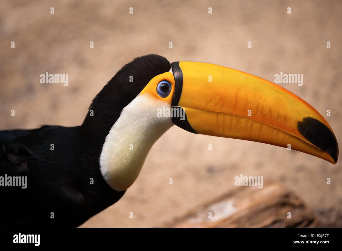 Rainforest Toco Toucan (Ramphastos Ramphastidae) head close-up Stock ...