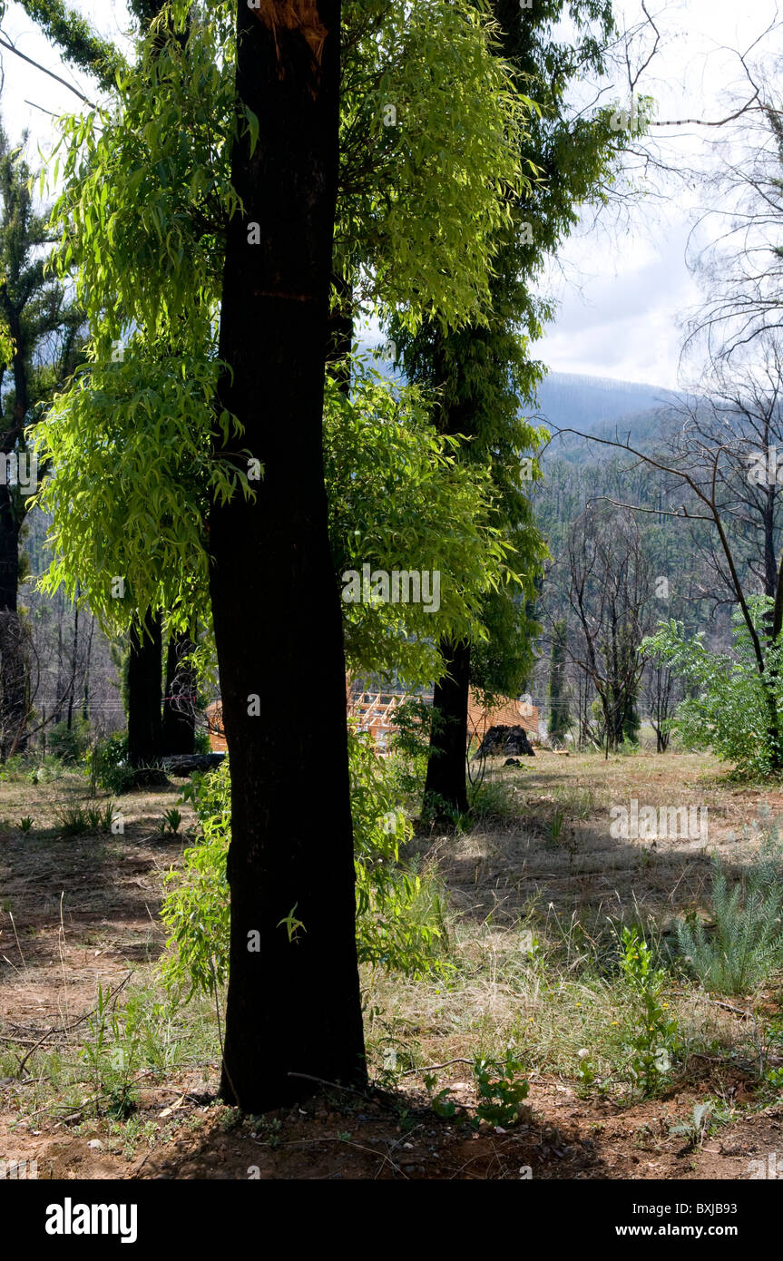 Close up of a fire damaged tree showing new growth a year after a ...