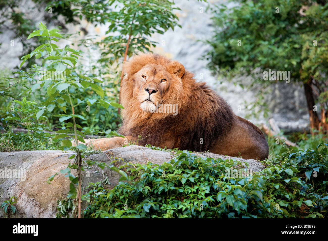 Big male lion (Panthera leo) lying relaxed looking at camera Stock ...
