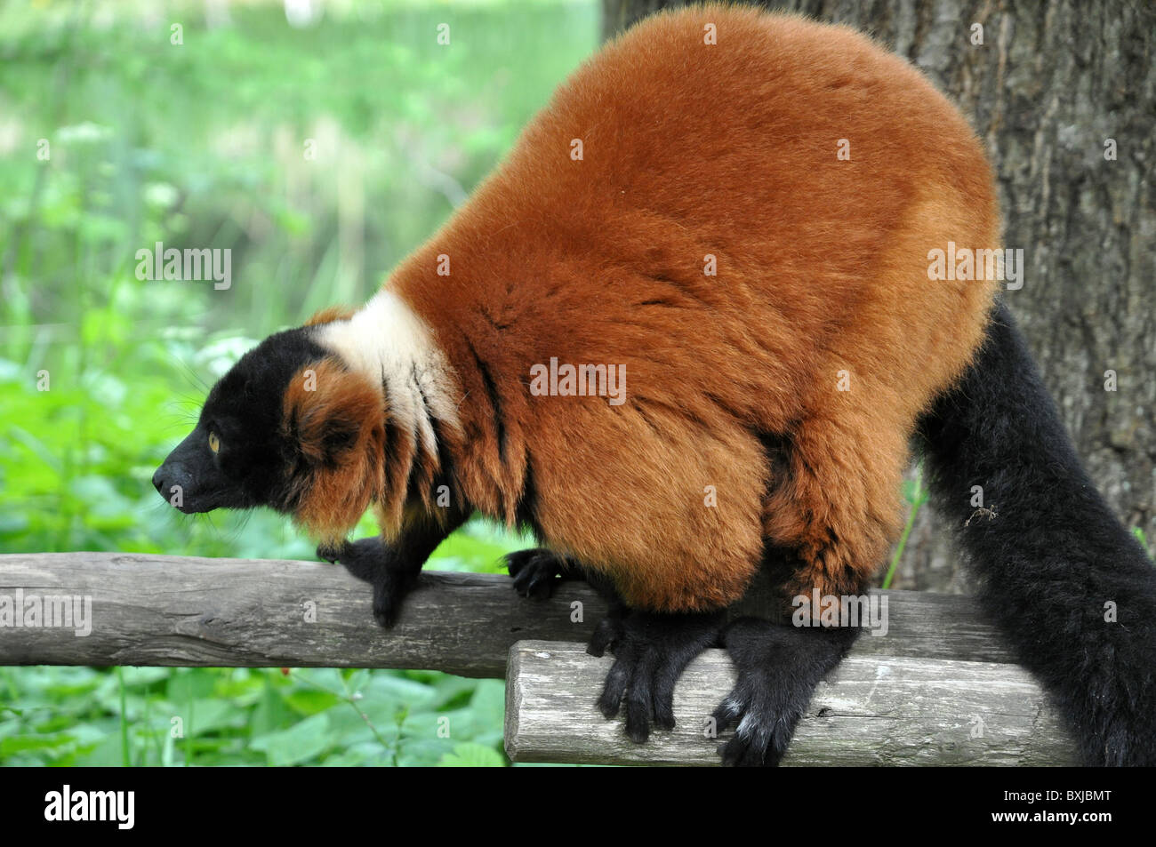 Vari lemur monkey Stock Photo - Alamy