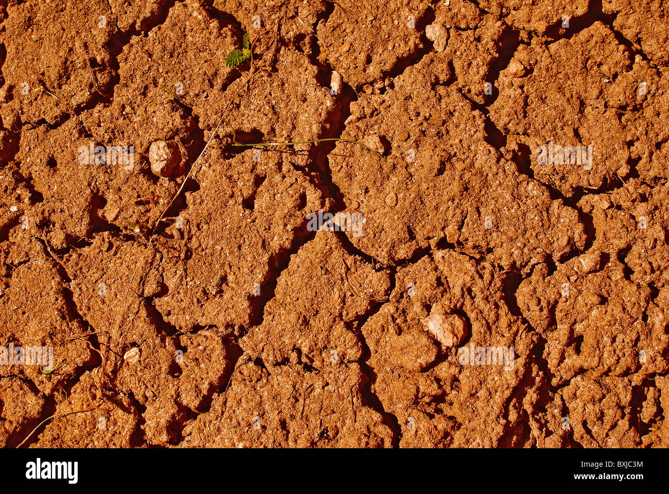 Cracked dry ground and small green sapling Stock Photo - Alamy