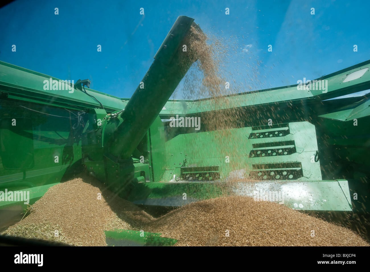 Combine harvesting wheat Stock Photo - Alamy