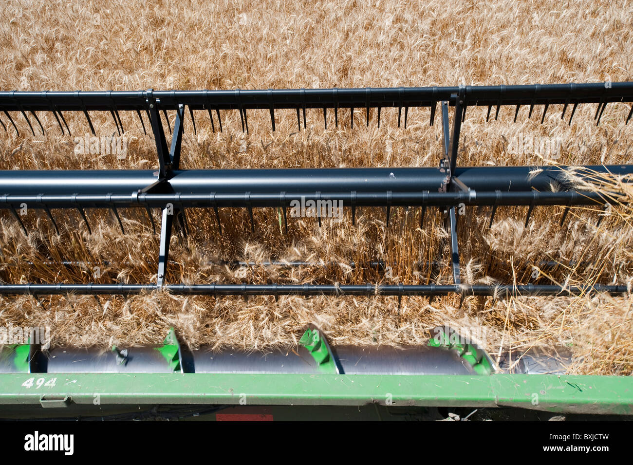 Combine harvesting wheat Stock Photo - Alamy