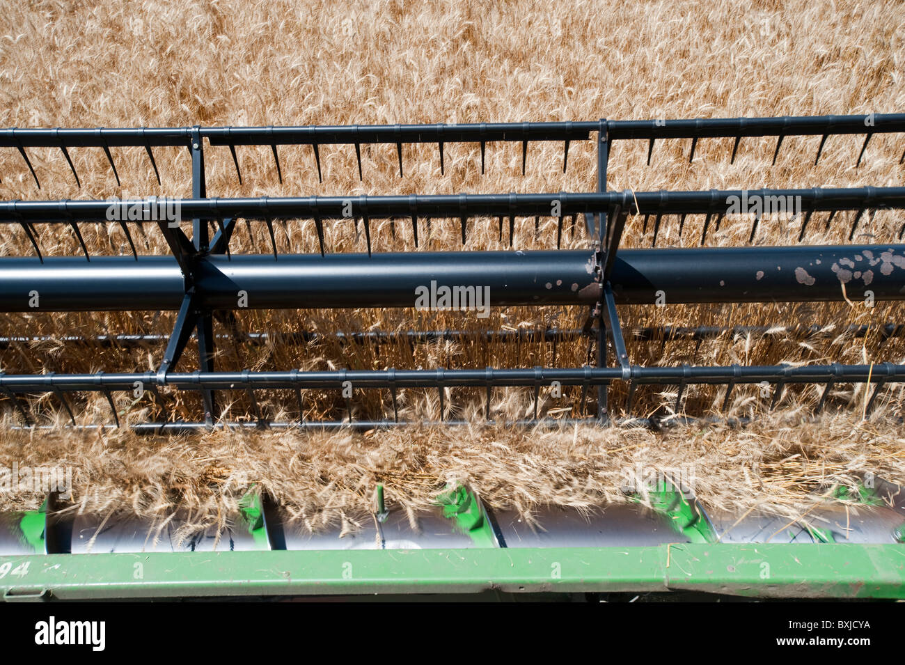 Combine harvesting wheat Stock Photo - Alamy