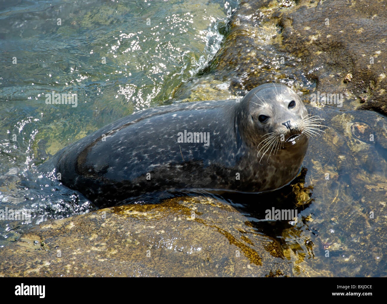 A seal looking up with large eyes Stock Photo - Alamy