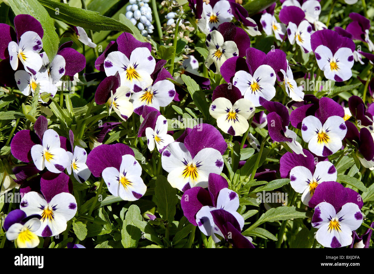 Wild pansies hi-res stock photography and images - Alamy