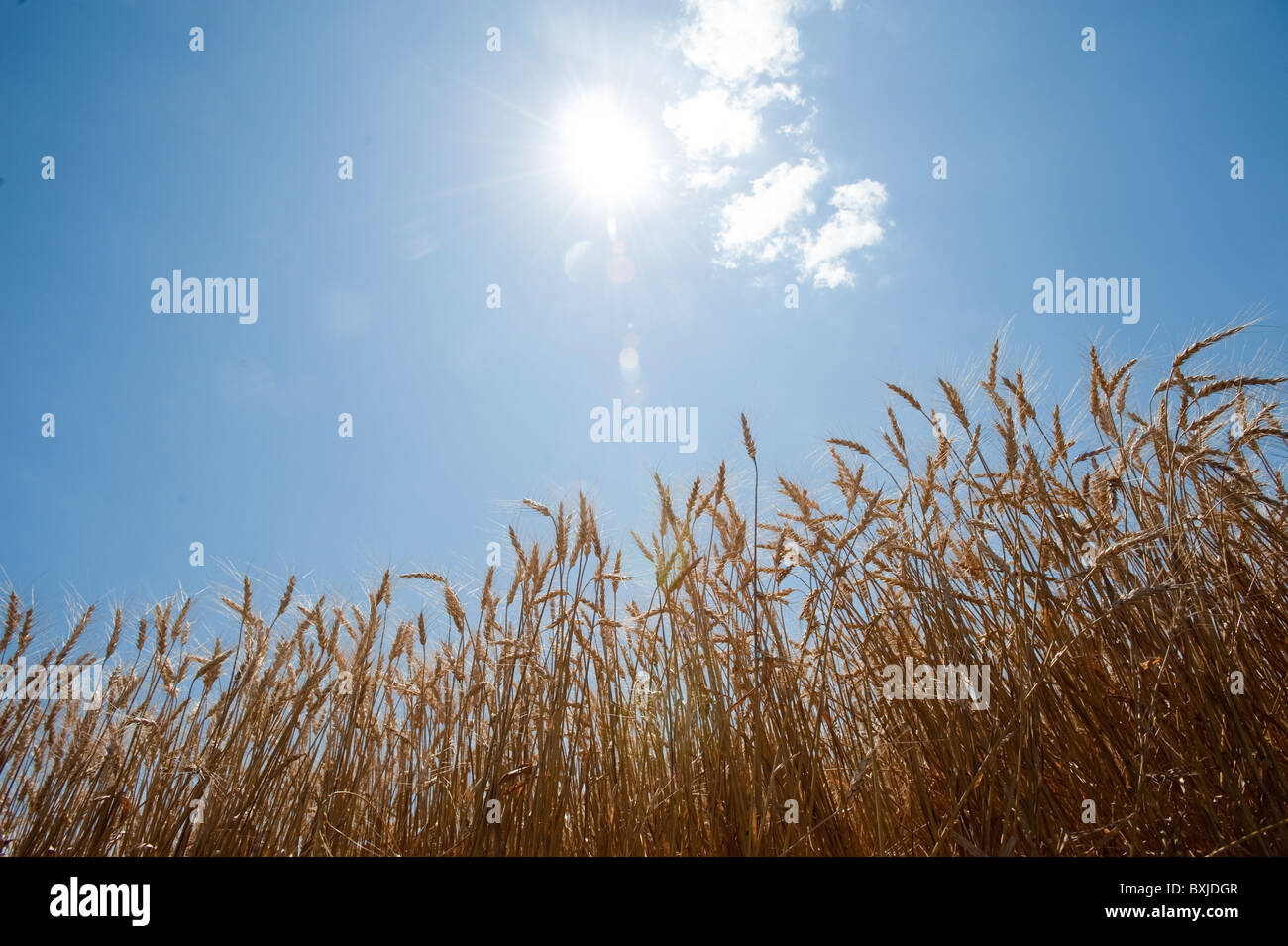 Drought wheat food crop hi-res stock photography and images - Alamy