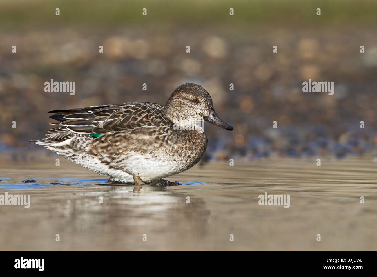 Adult female eurasian common hi-res stock photography and images - Alamy