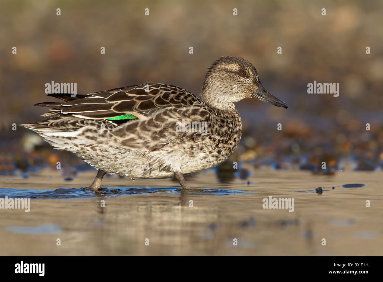 Female teal plumage hi-res stock photography and images - Alamy