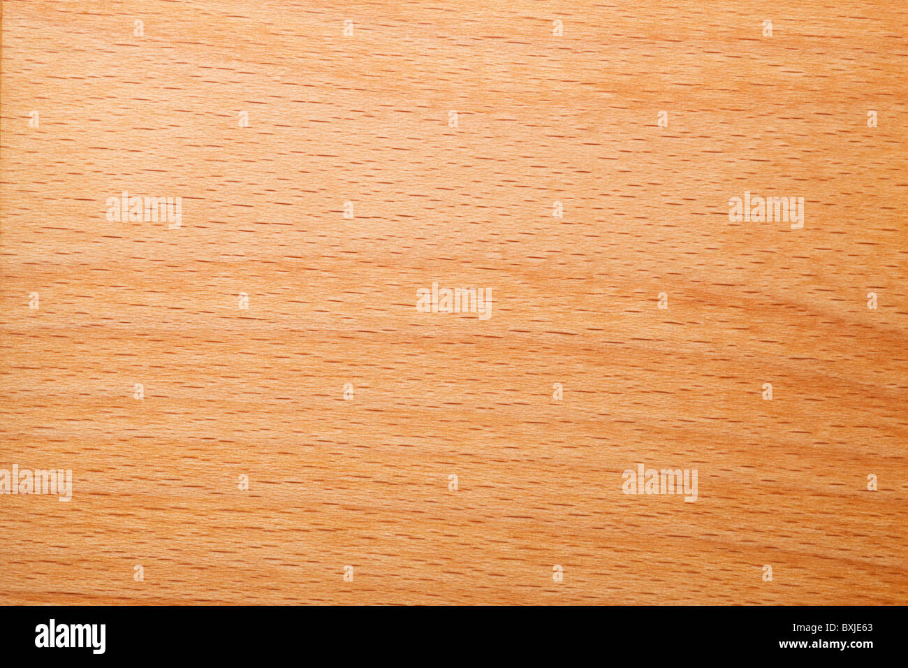 Common Beech European Beech Fagus sylvatica steamed Stock Photo - Alamy