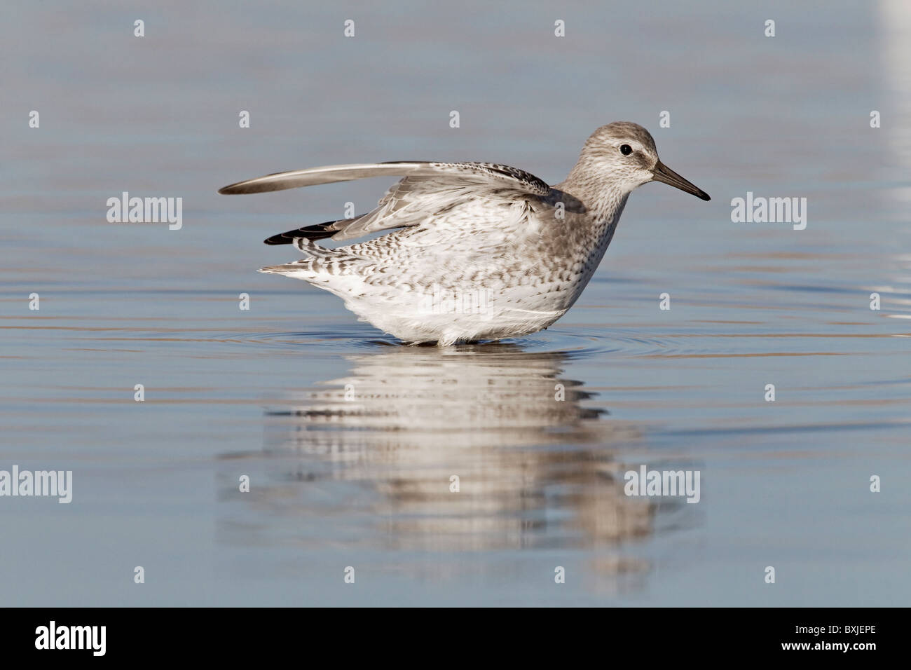 An adult winter plumage Knot spreading its wings Stock Photo - Alamy