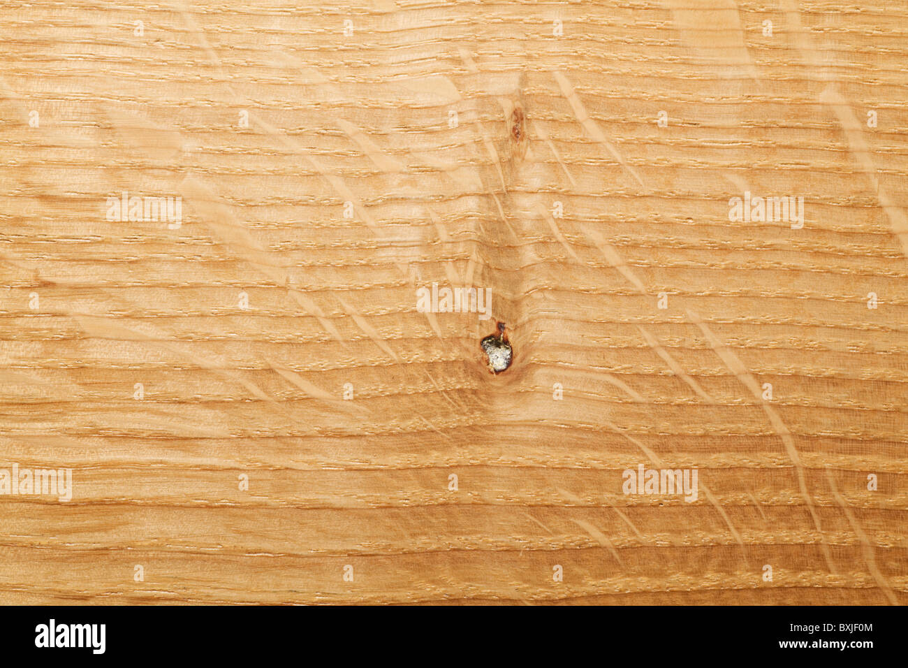 Oak Quercus Fagaceae wood texture Stock Photo - Alamy