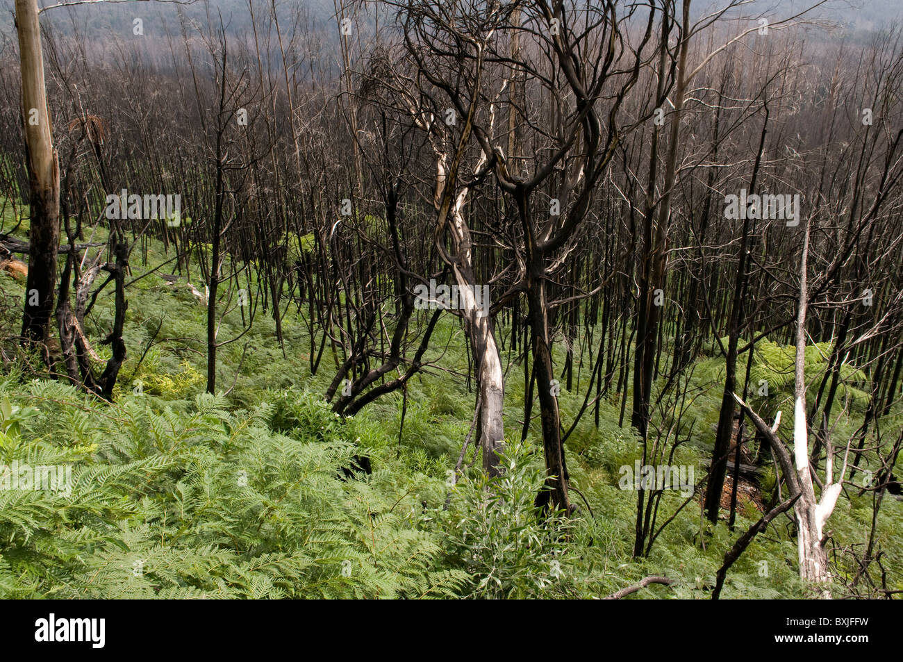 New Growth After Fire Stock Photos & New Growth After Fire Stock Images ...