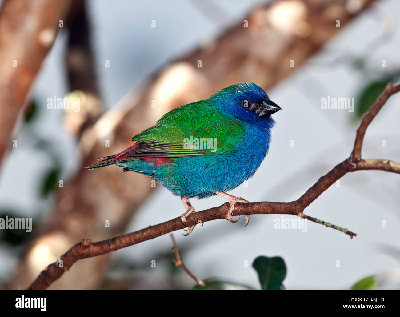 Perched in a tree a Forbes Parrot Finch in Florida Stock Photo - Alamy