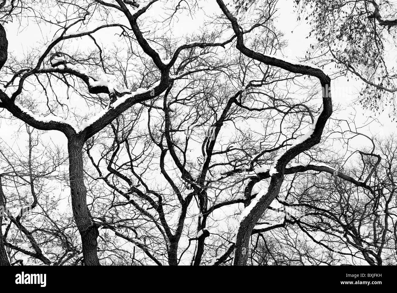 High Contrast Forest Silhouette in Black and White Stock Photo - Alamy