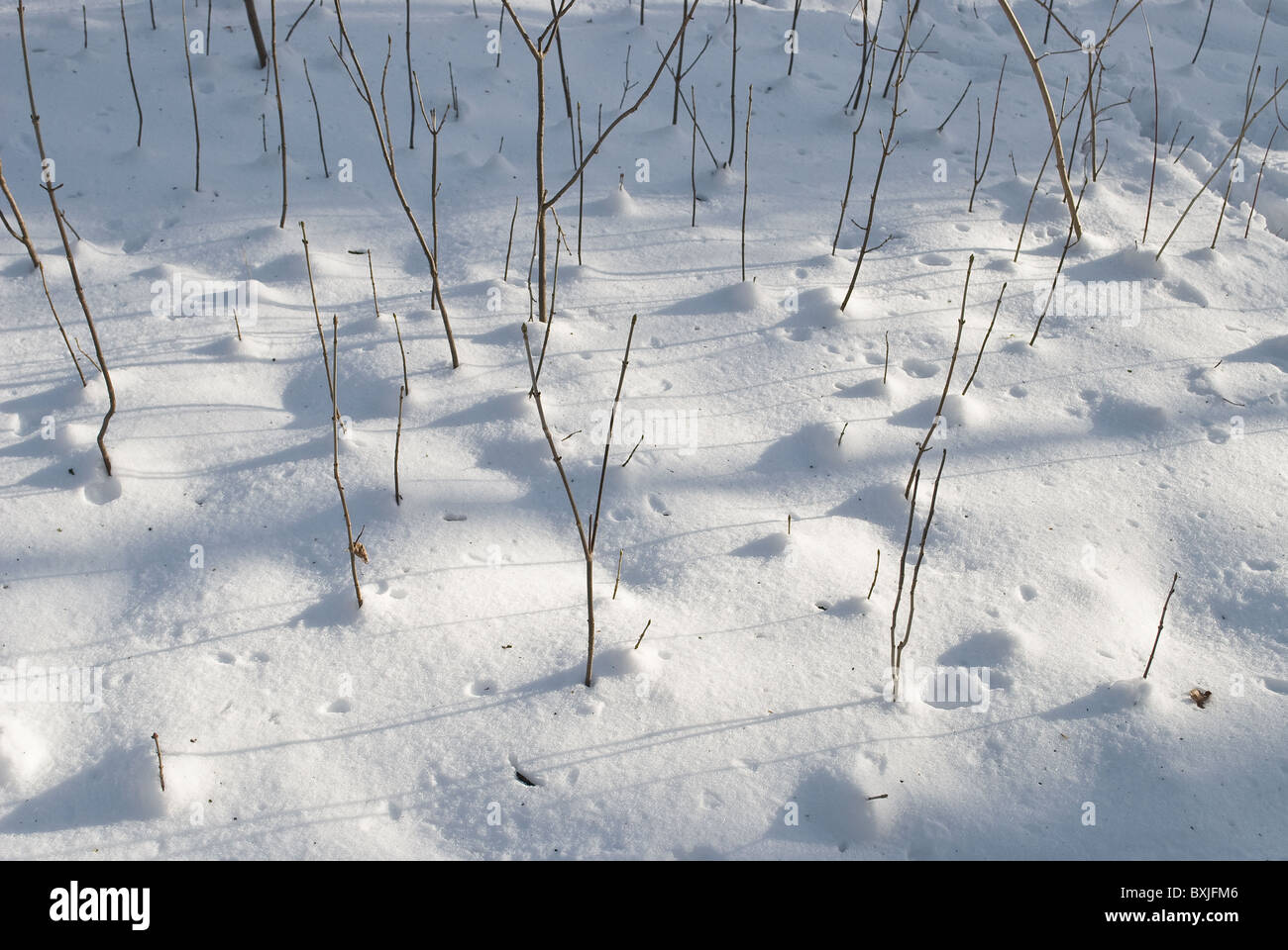 Wintertime Snow with Vegetation in a Simple Composition Stock Photo - Alamy