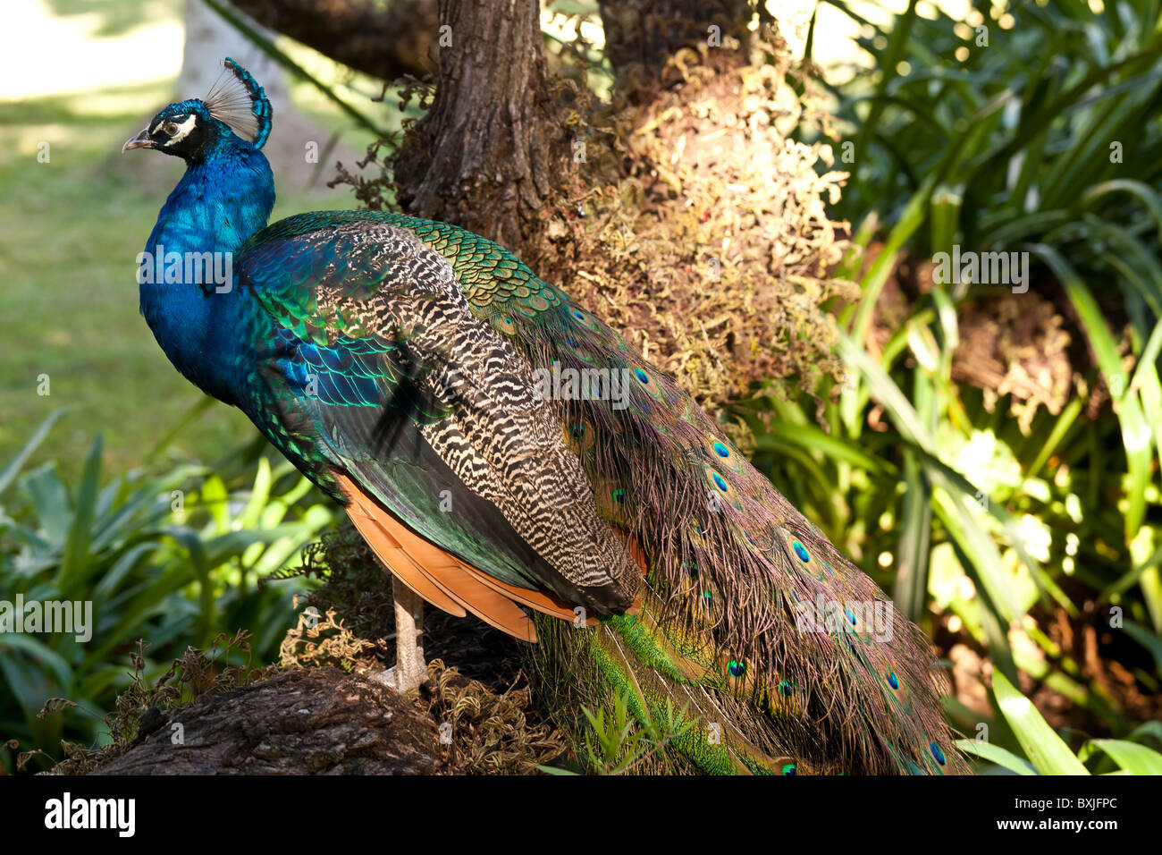 Florida peacock hi-res stock photography and images - Alamy