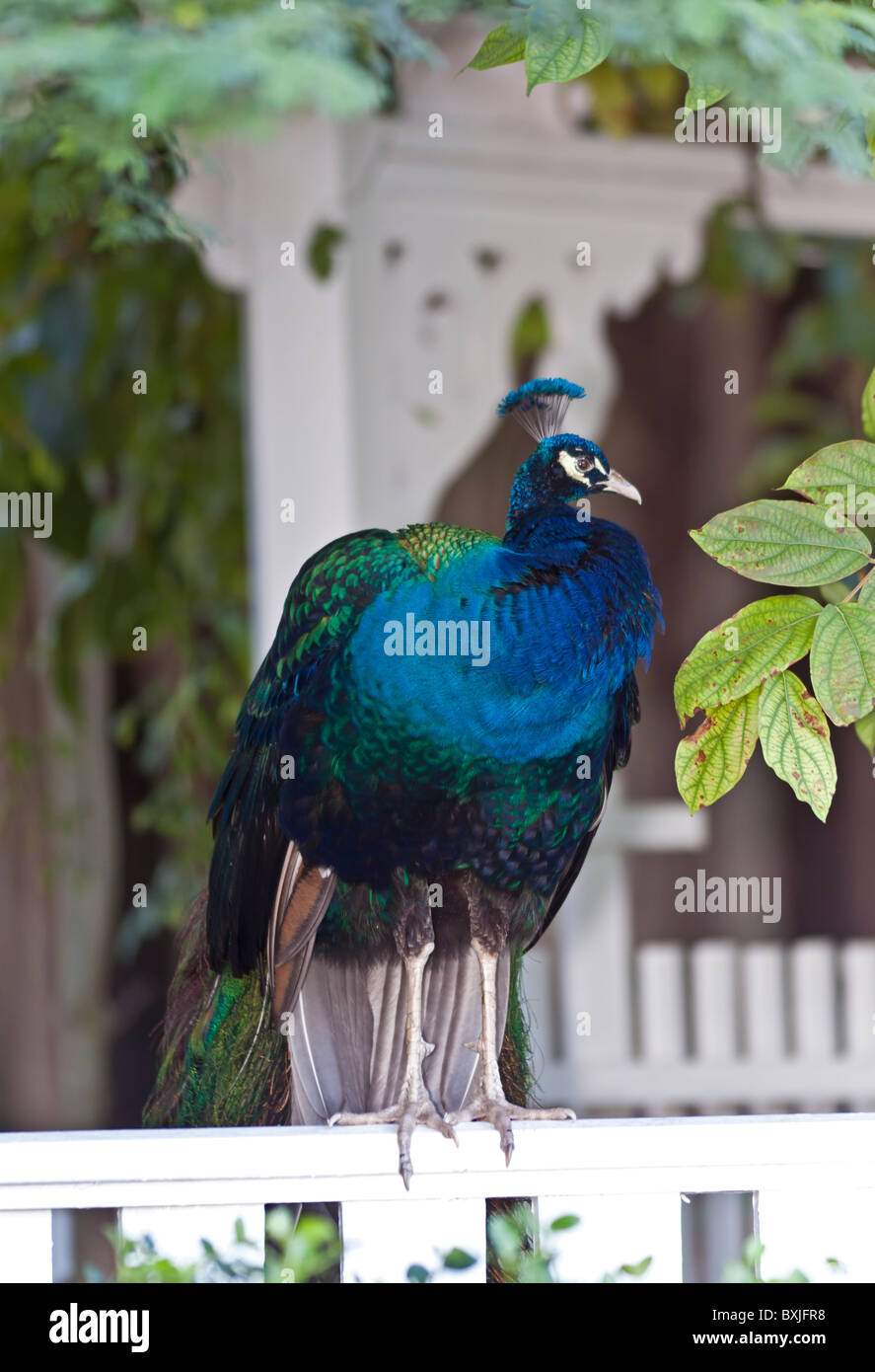 Florida peacock hi-res stock photography and images - Alamy