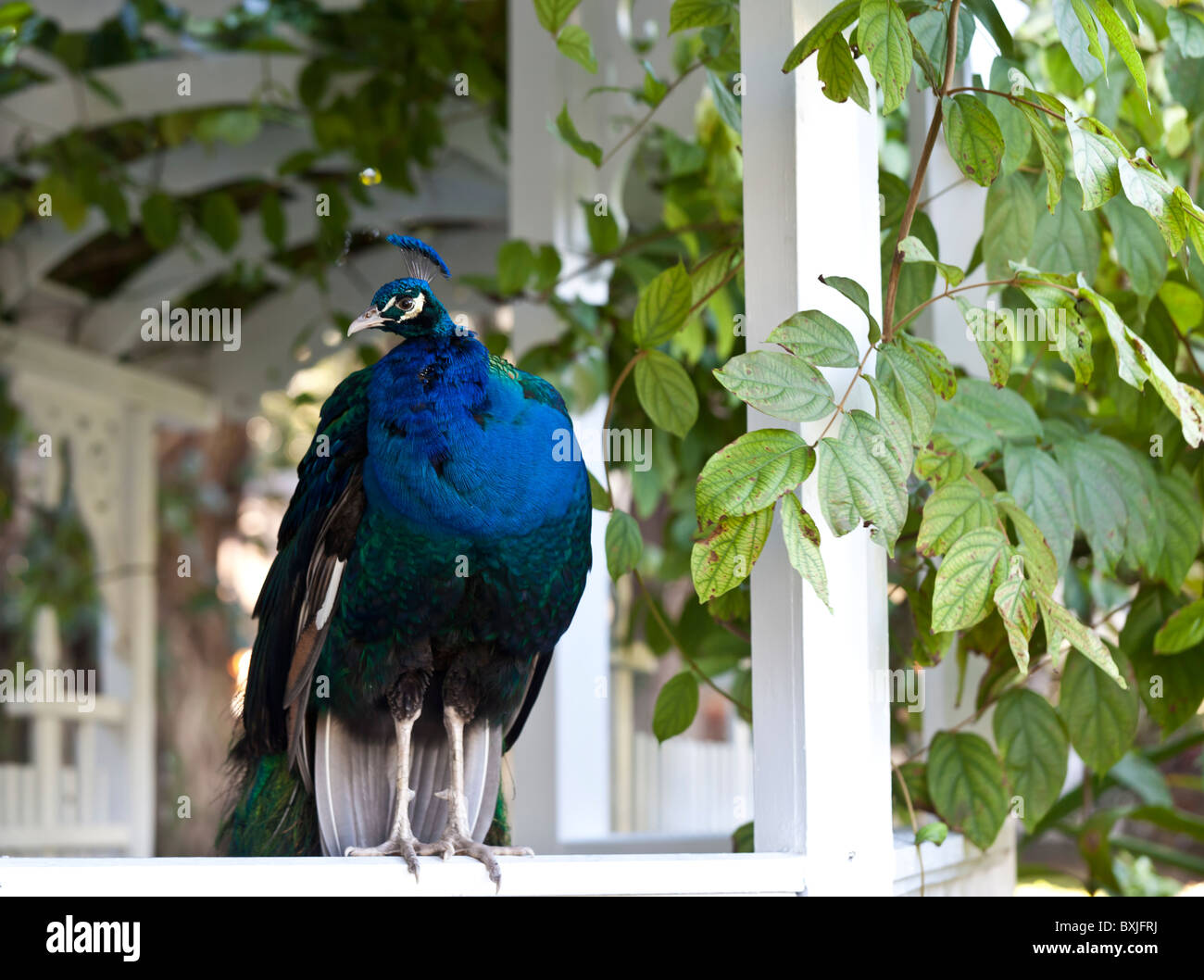 Florida peacock hi-res stock photography and images - Alamy