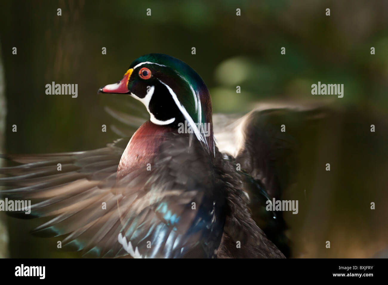 Wood duck in Florida in close up by pond Stock Photo - Alamy