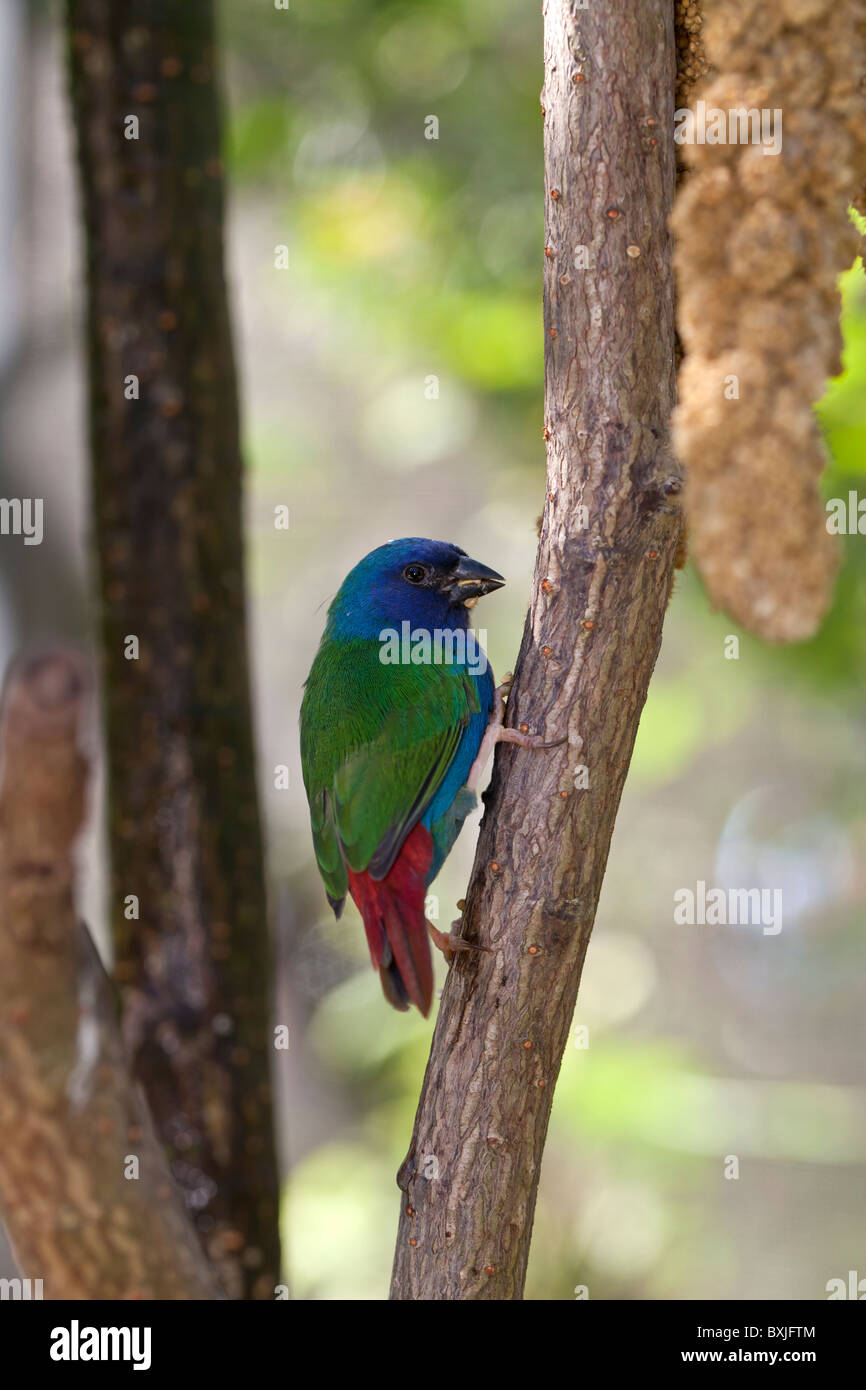 Feeding in a tree Forbes Parrot Finch perched Stock Photo - Alamy