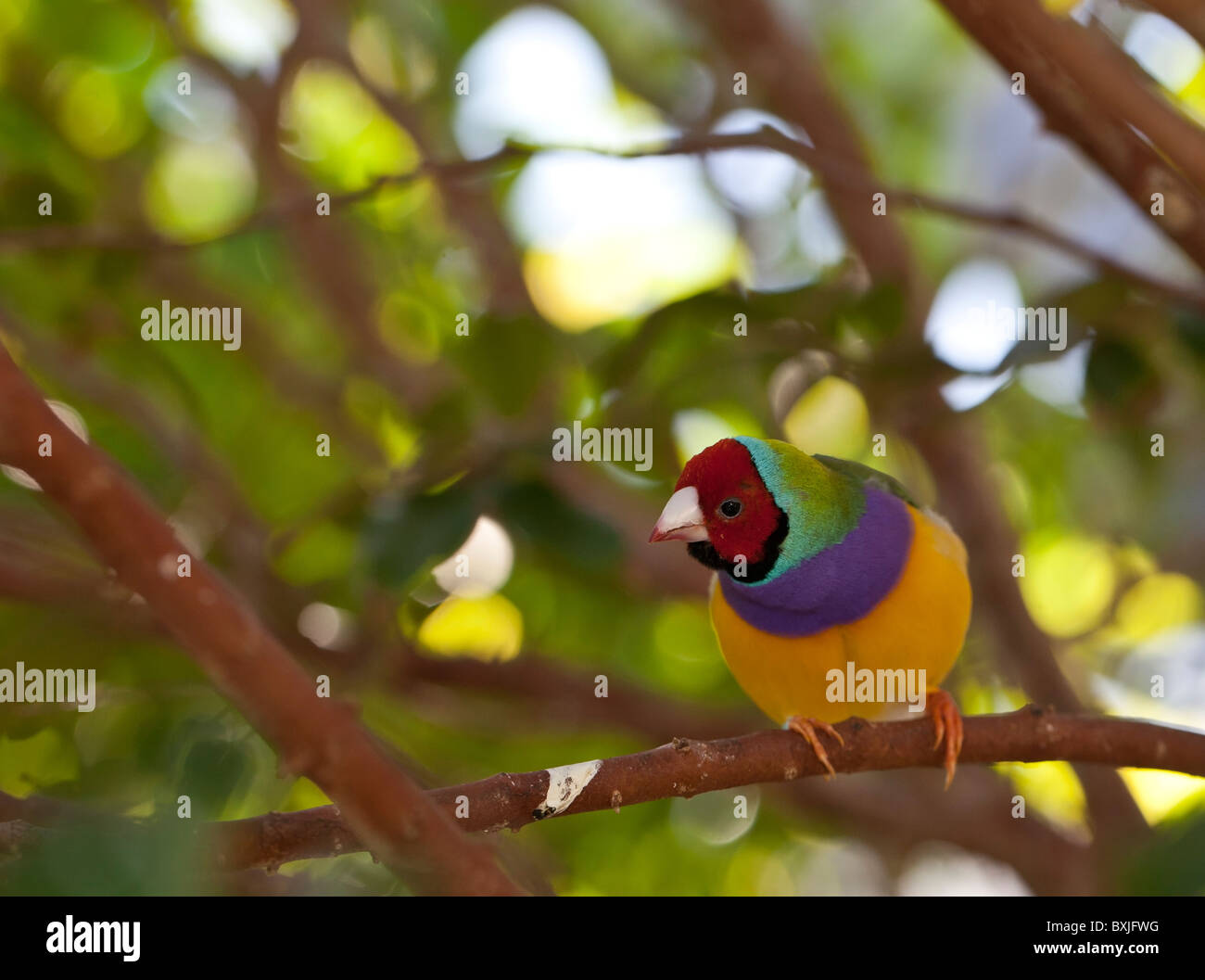 Colorful Lady Gouldian Finch perched in a tree Stock Photo - Alamy