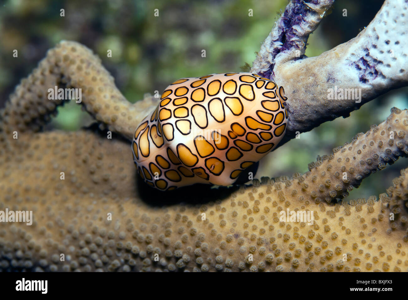 Nighttime on coral reef with flamingo tongue snail Stock Photo - Alamy