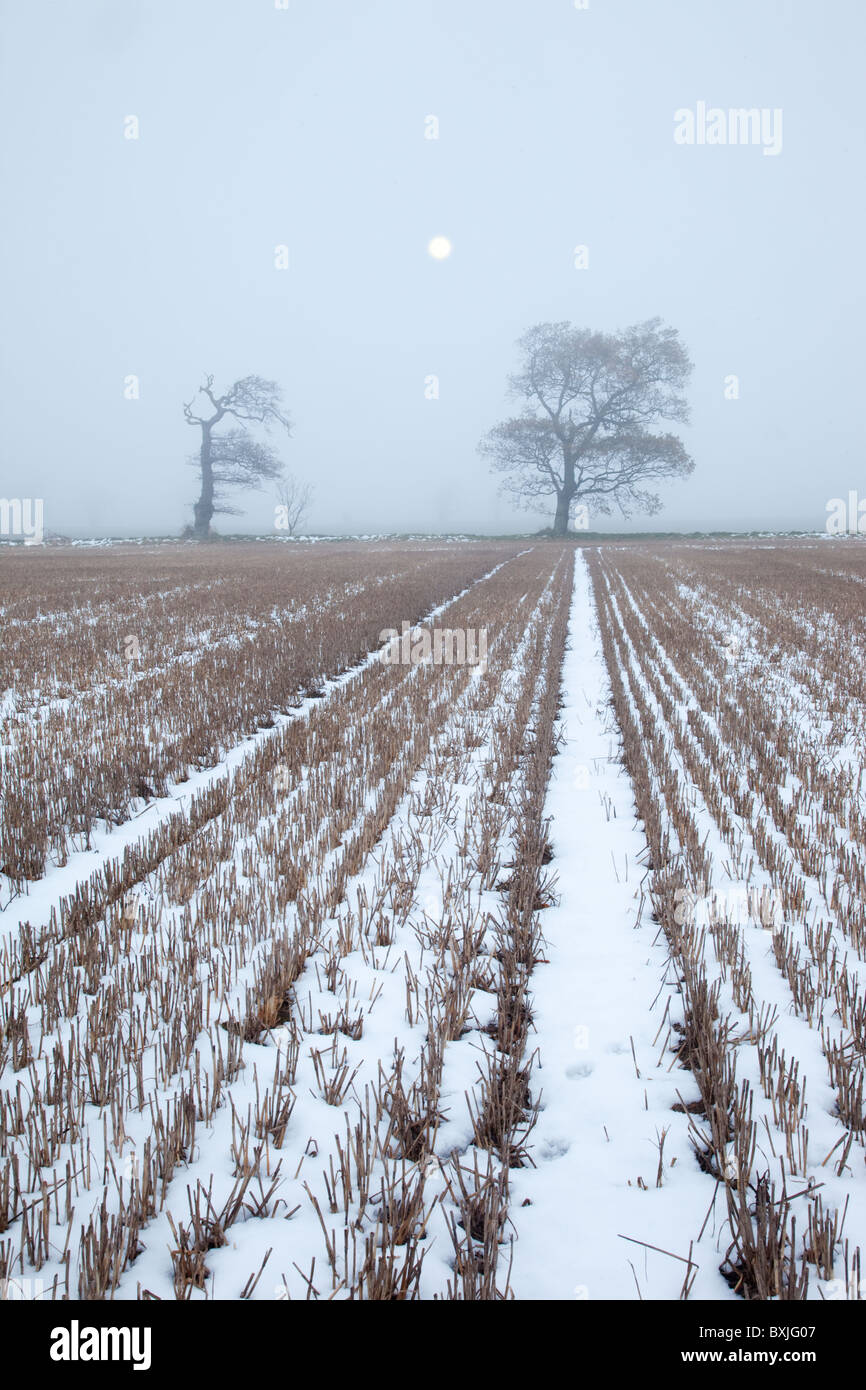 Arable farmland and bare oak trees in fog and snow in winter at ...