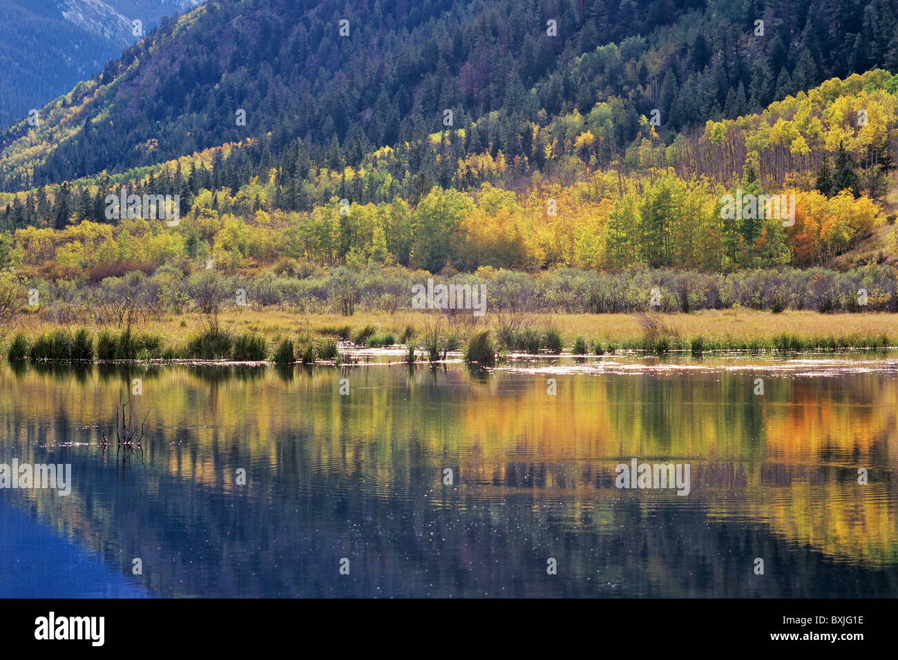 Beaver pond reflecting autumn colors, Cottonwood Creek, San Isabel ...