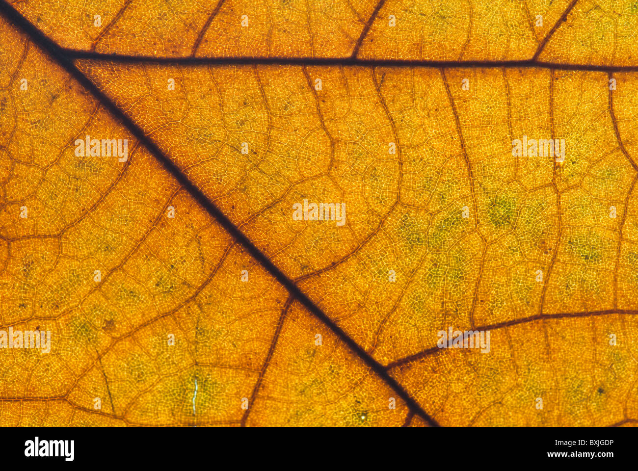 Leaf cells macro hi-res stock photography and images - Alamy