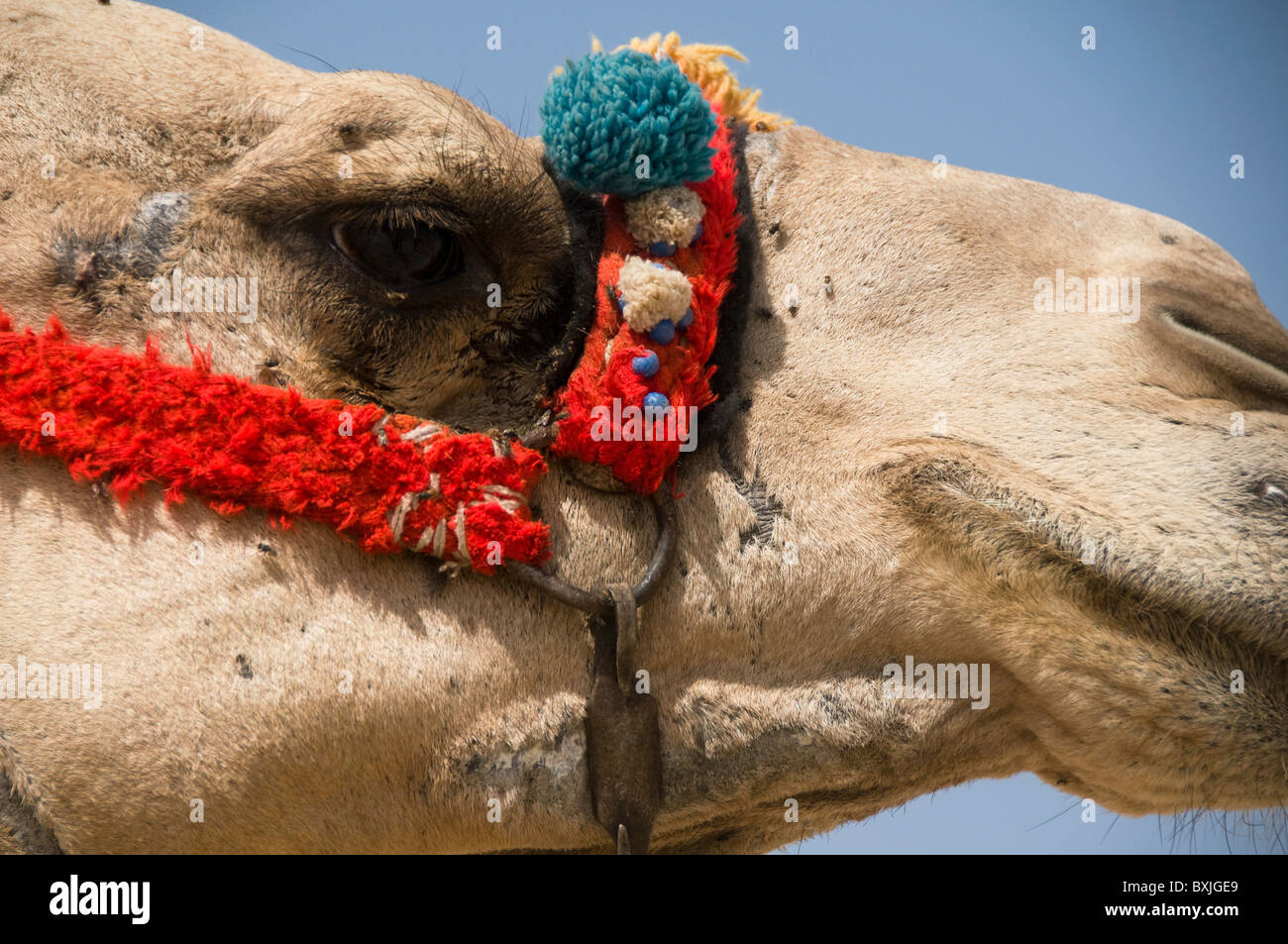 camel closeup at the Great Pyramids of Giza in Cairo Egypt Stock Photo ...