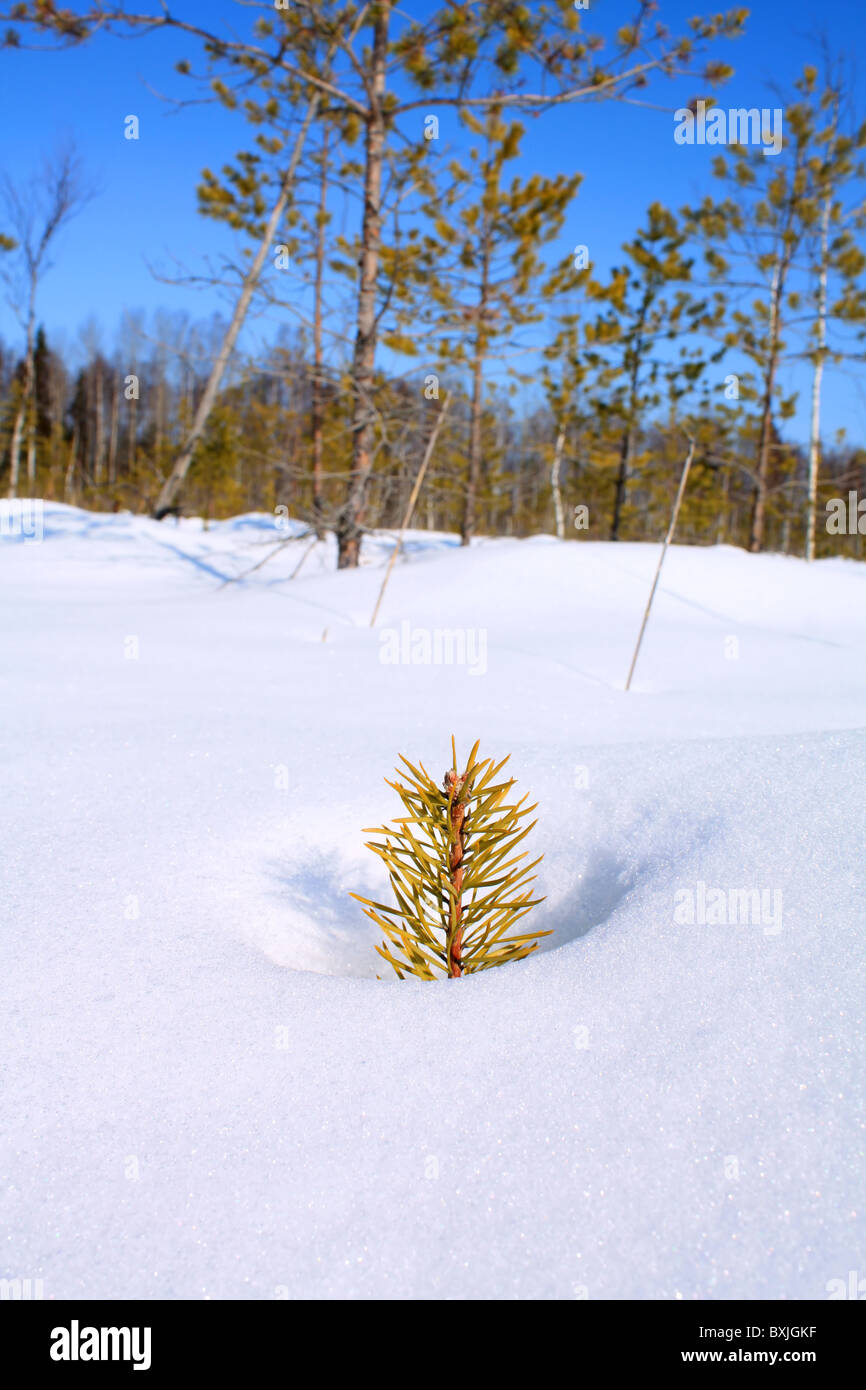 Young pines in winter hi-res stock photography and images - Alamy