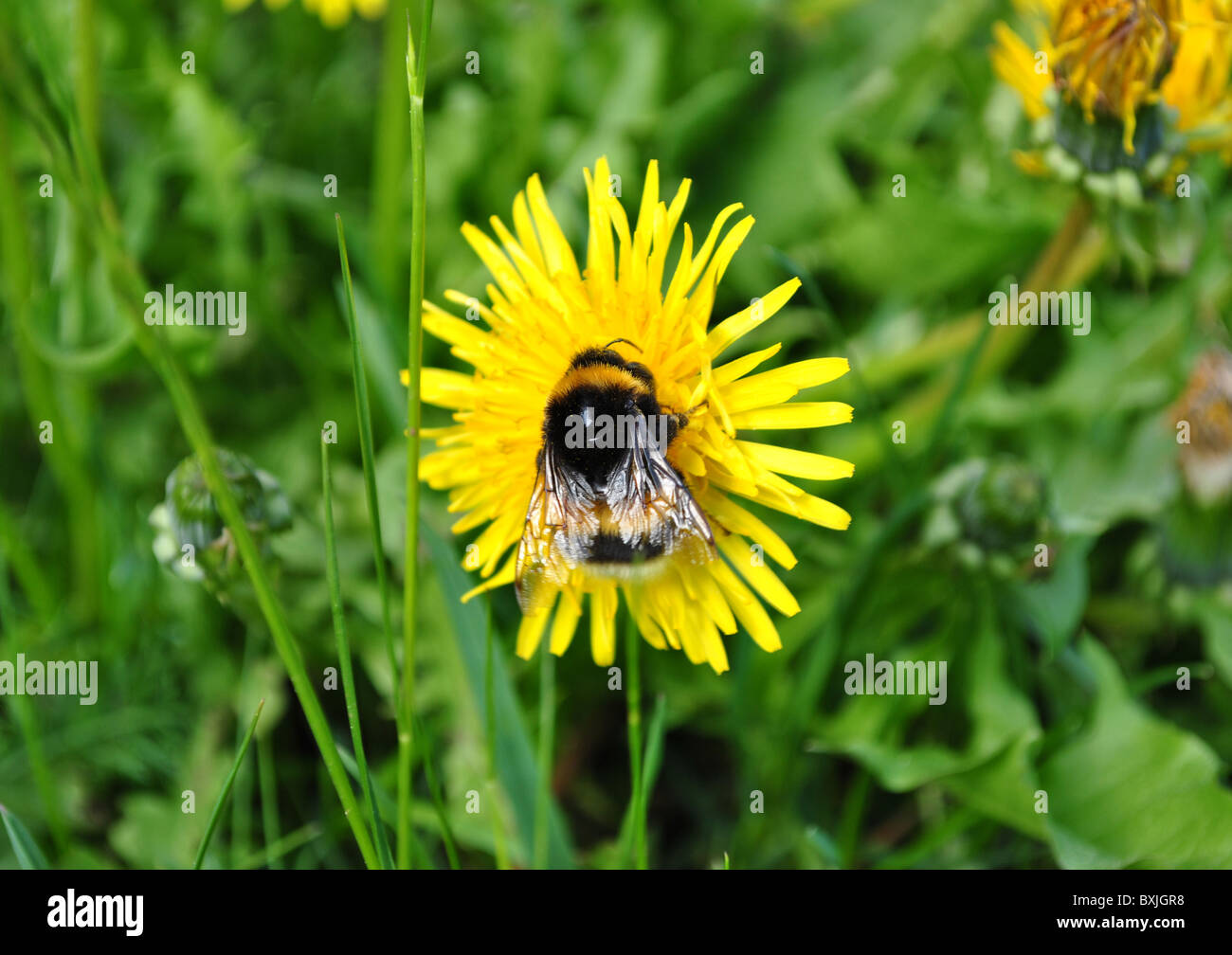 Bumblebee on yellow flower of Taraxacum busy collecting pollen in the ...