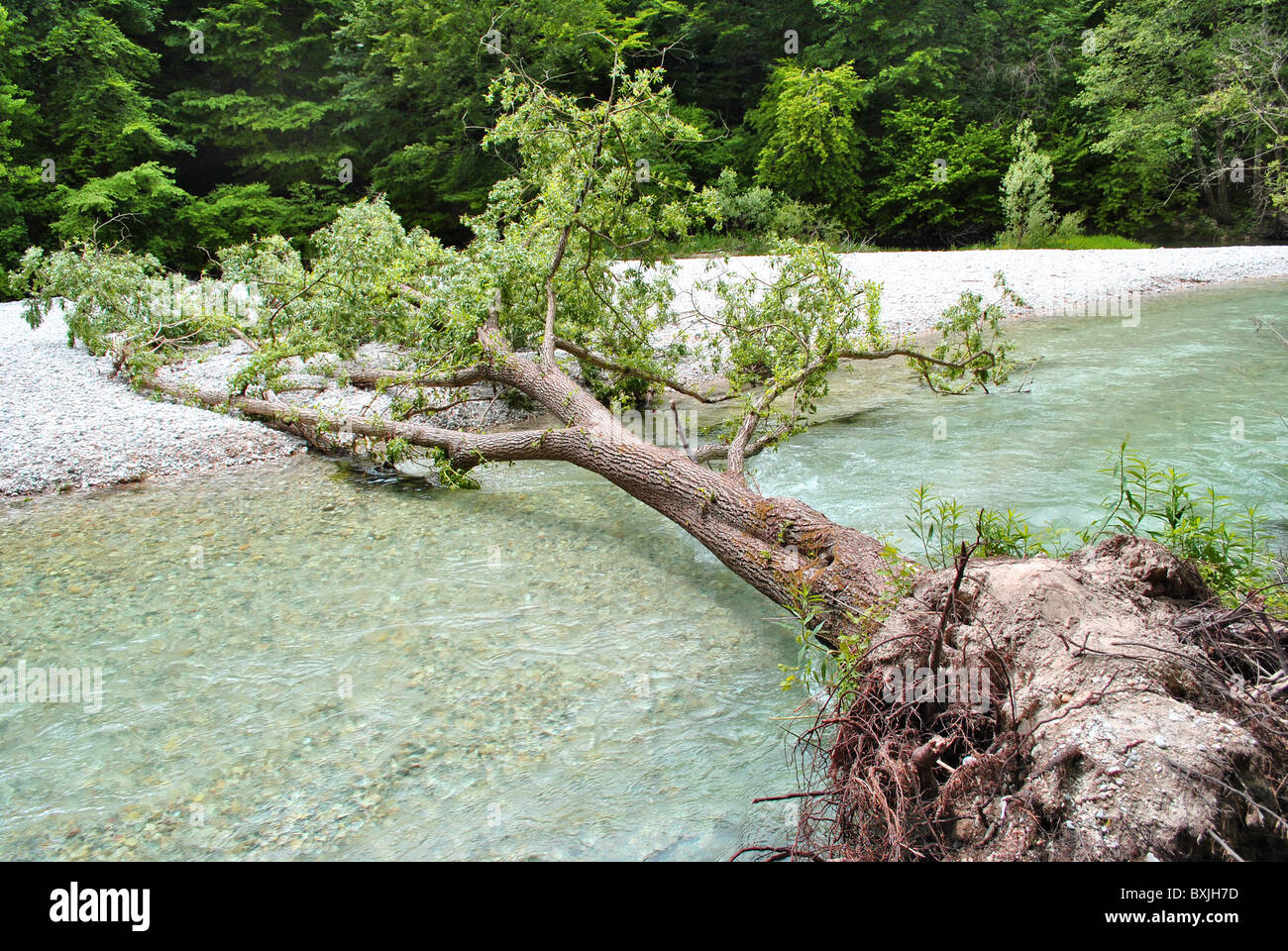 tree fell into the river with stones and wood as a background Stock ...
