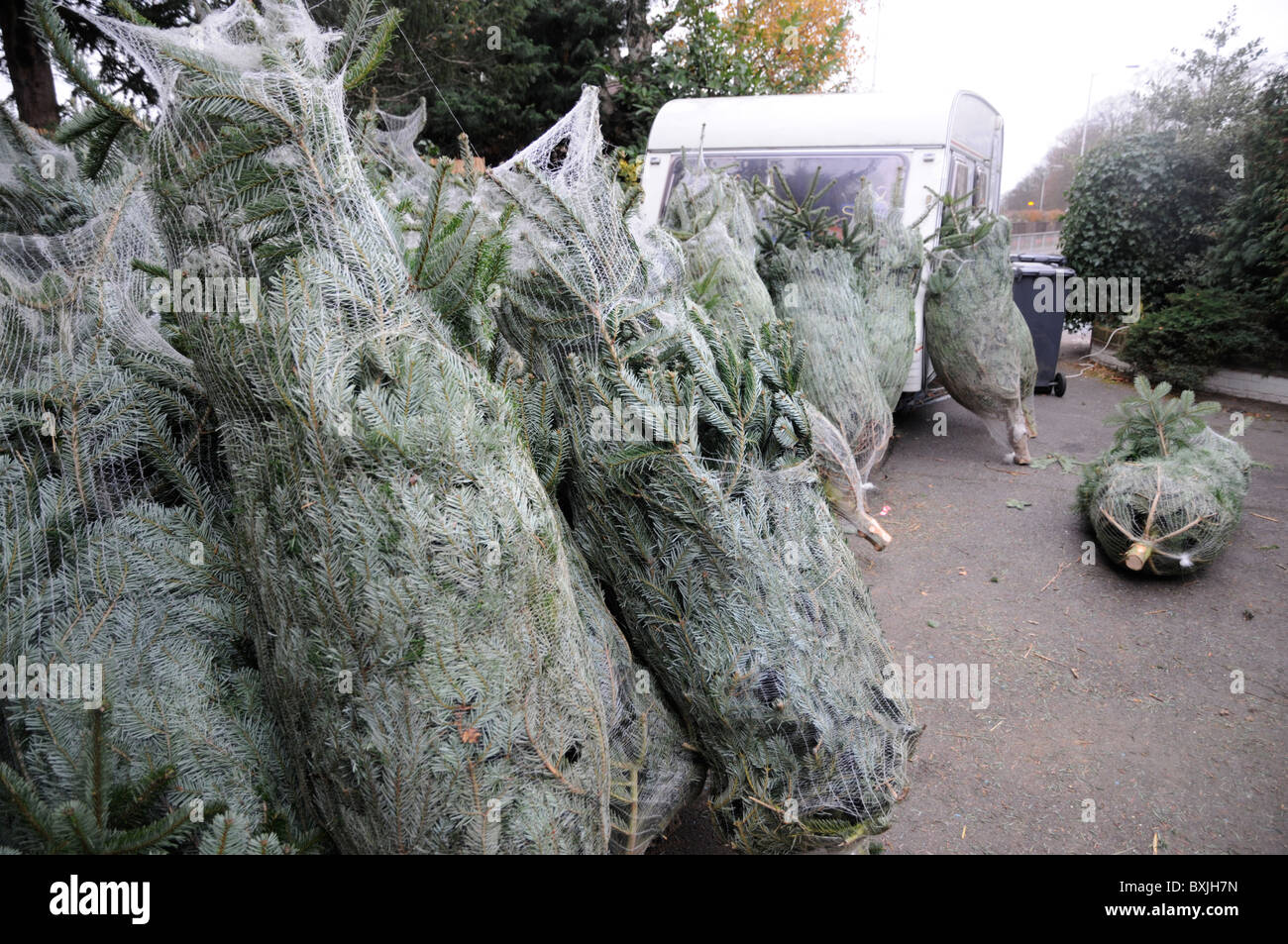 Wrapped up Christmas trees on drive way ready to be bought for festive ...